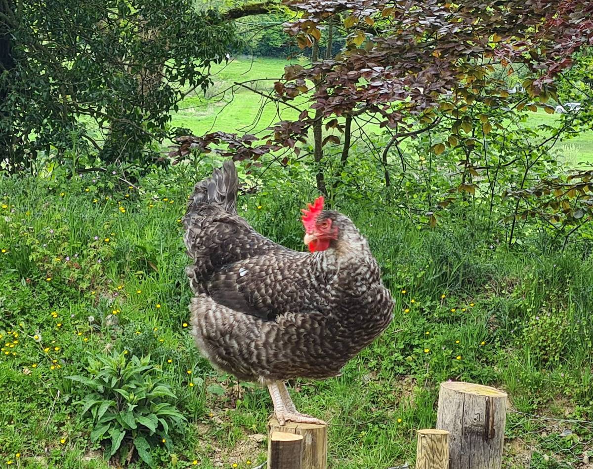 Blog & News – The Enchanted Oak