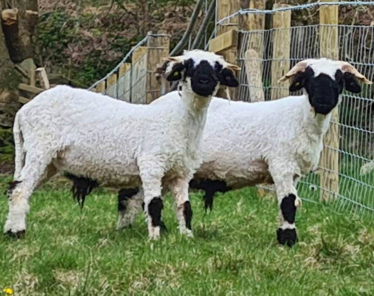 New Additions to Our Animal Family - The Enchanted Oak